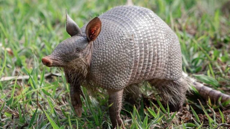 Will An Air Rifle Kill An Armadillo